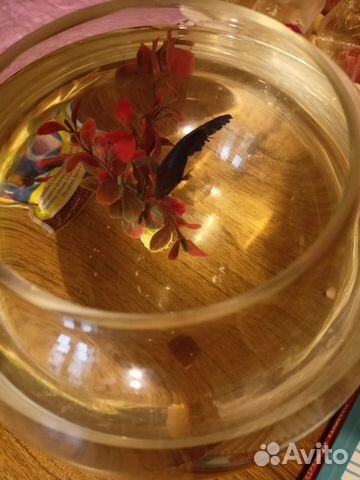 Рыбка петушок