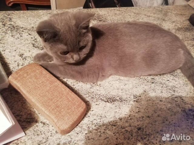 Британская короткошерстная