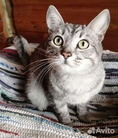 Кот Брюс отдам в добрые руки. Доставка