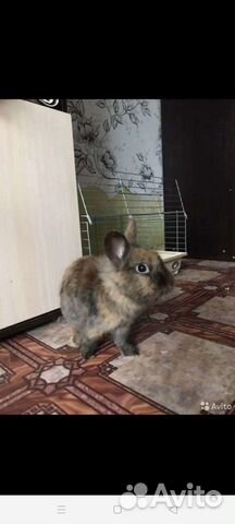 Кролик