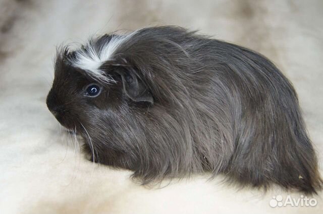 Морская свинка самочка