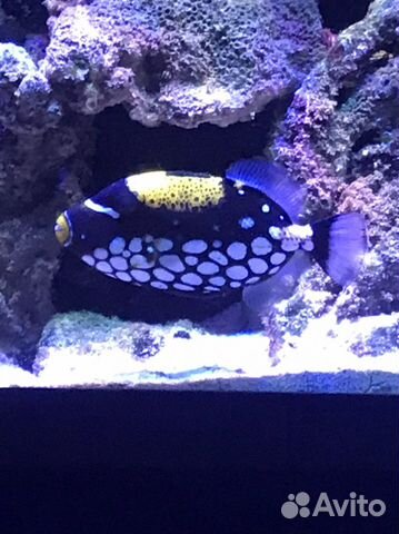 Рыба для морского аквариума