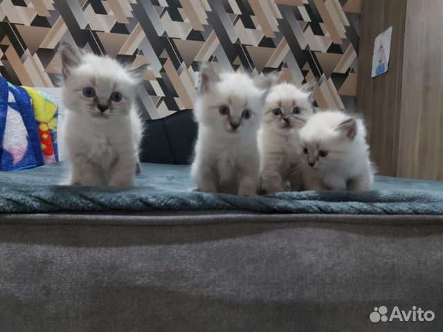 Невская маскарадная