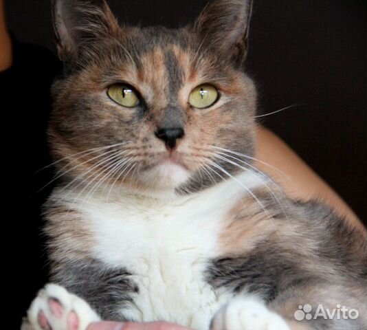 Кошка в дар