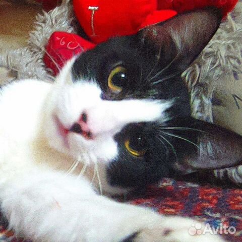 Молодой котик Рольф ищет дом