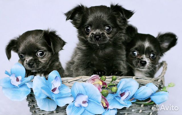 Изумительные малыши чихуахуа