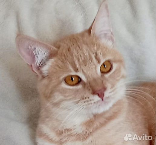 Персиковый малыш из приюта, 5 мес, привезу