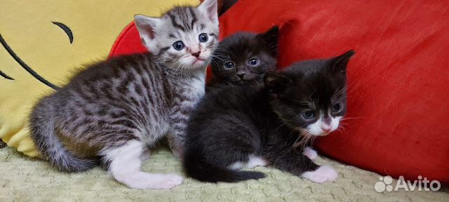 Коятки в добрые руки домашние