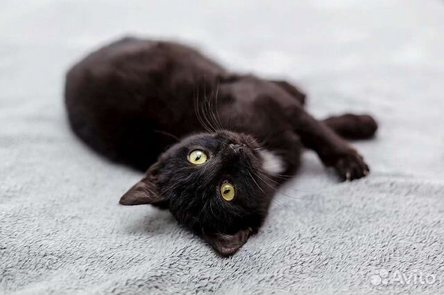 Ласковый котенок