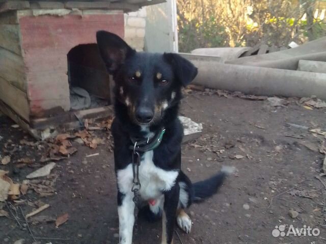 Собака в добрые руки