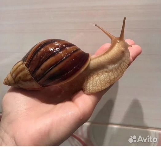 Улитка ахатина вместе со спец аквариумом