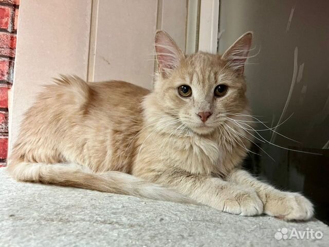 Котенок Дюшес 7 мес