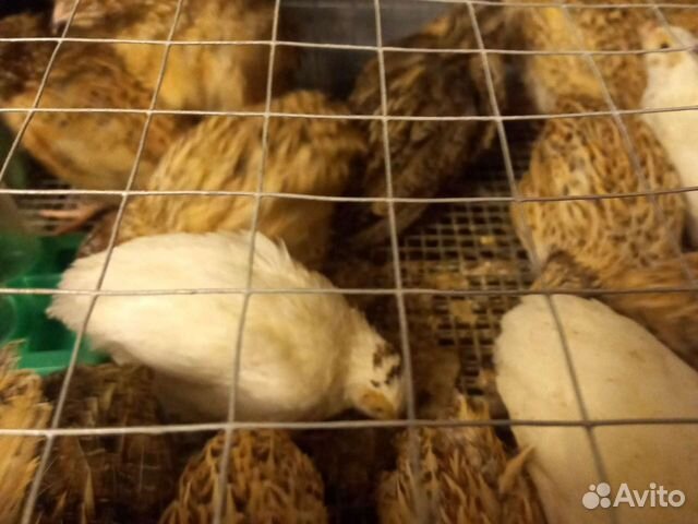 Перепела на продажу