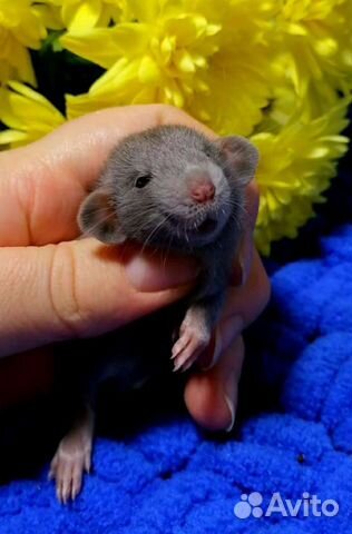 Крысята от ratlove13.85