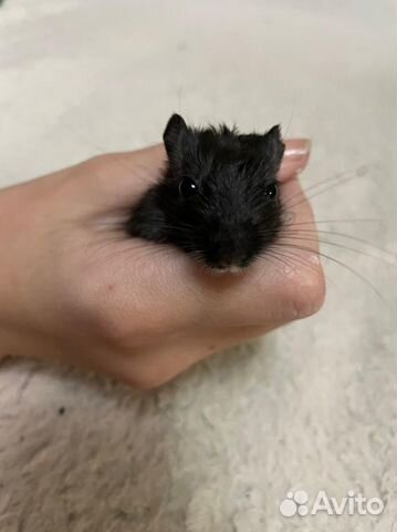 Песчанка