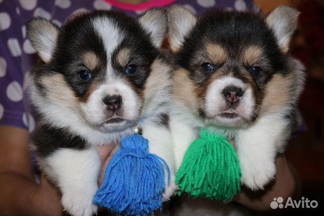 Корги мальчишки