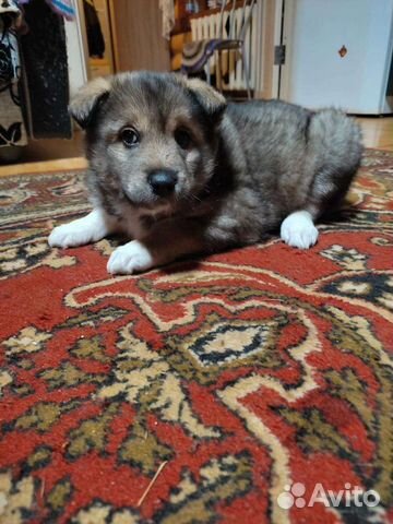 Щенята в добрые руки, все едят,им 1,5 месяца