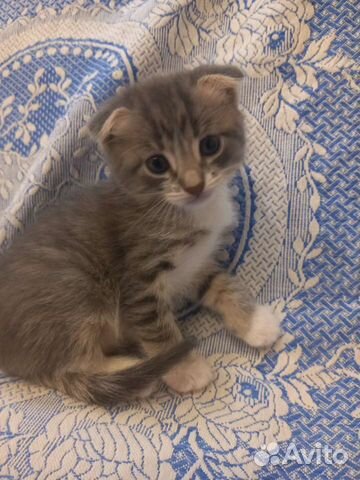 Котята-вислоушики