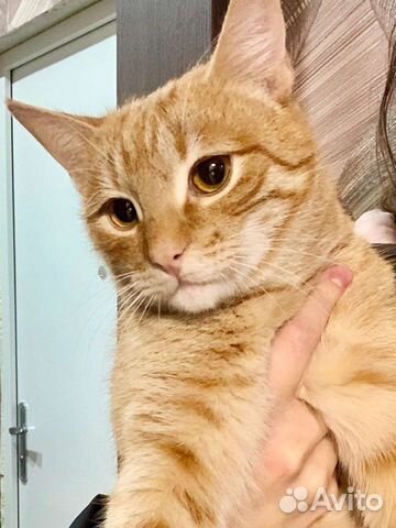 Котик Тигра Ищит Дом