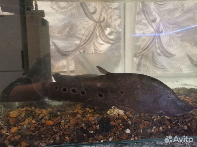 Аквариумные рыбки