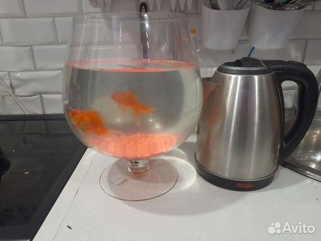 Аквариум с рыбами