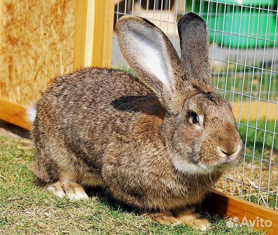 Кролики Бельгийский Великан