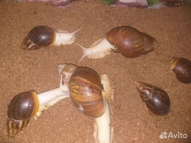 Улитка ахатин