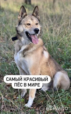 Собака. Давайте спасём из приюта