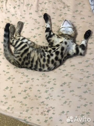 Бенгальская