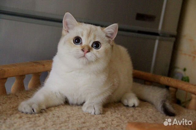 Снежана - золотая колорочка