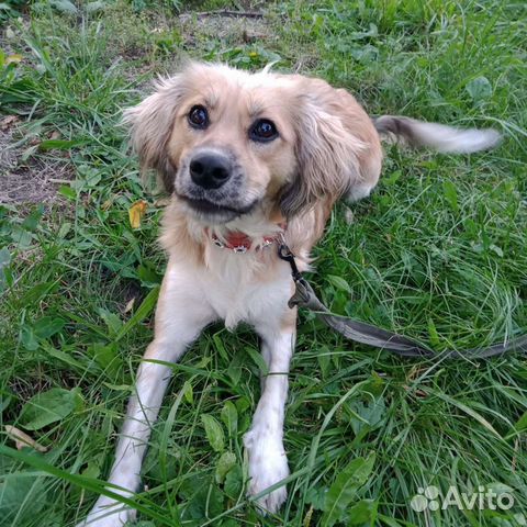 Собака по Кличке Лайма