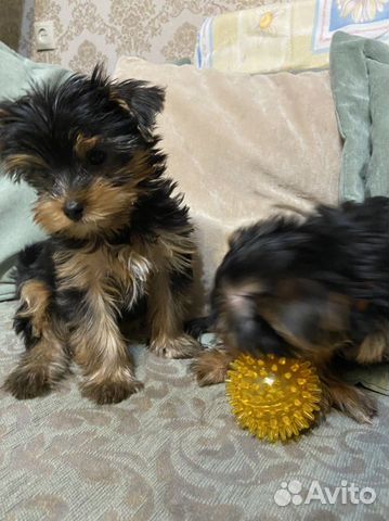 Йоркширский терьер