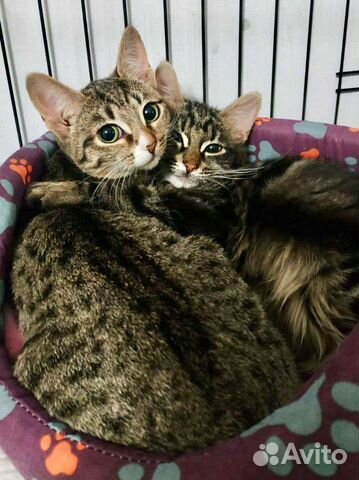 Котята девочки бесплатно