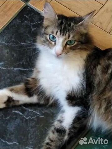 Кошка в дар