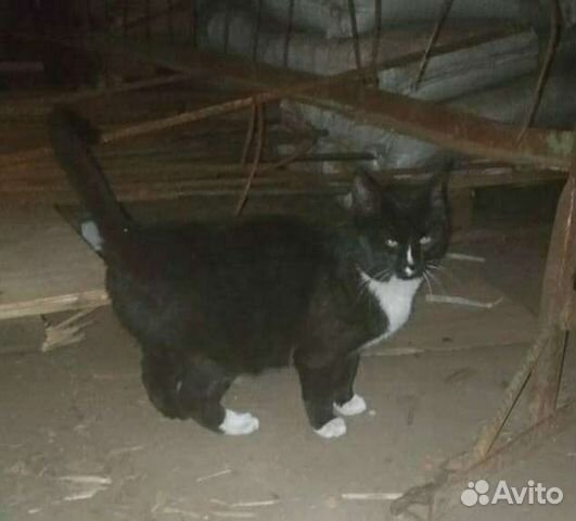 Котенок девочка замерзает на улице