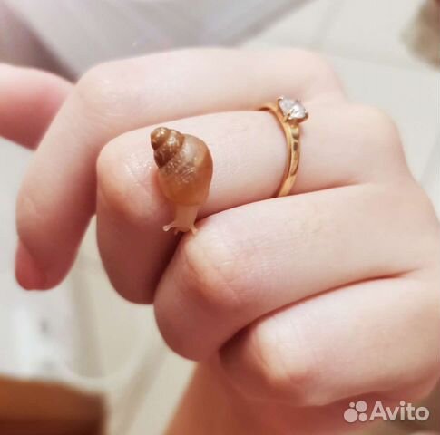 Улитки Ахатины Фулика Альбино боди