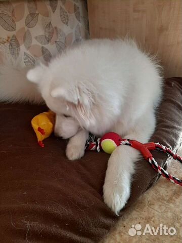 Девочка самоед 8 месяцев