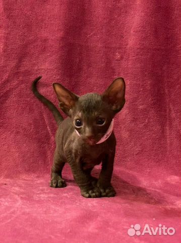 Котята Корниш-рекс шоколад