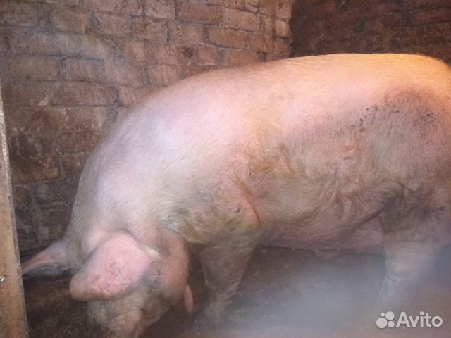 Хряк на мясо