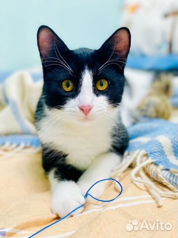 Котёнок Шумахер в дар