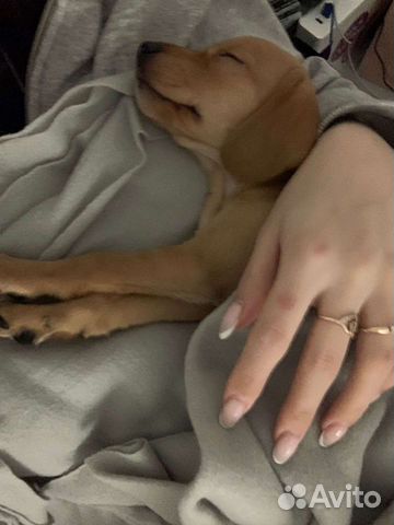 Маленькая собака той терьер-спаниель