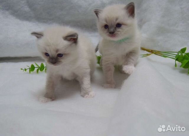 Котята- Рэгдоллы