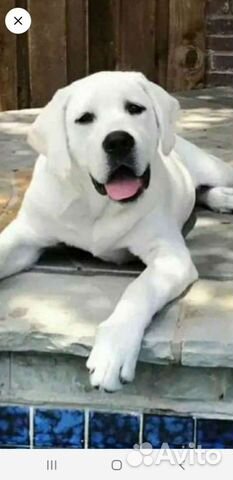 Лабрадор белый кабель