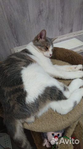 Котенок,звоните узнавайте историю