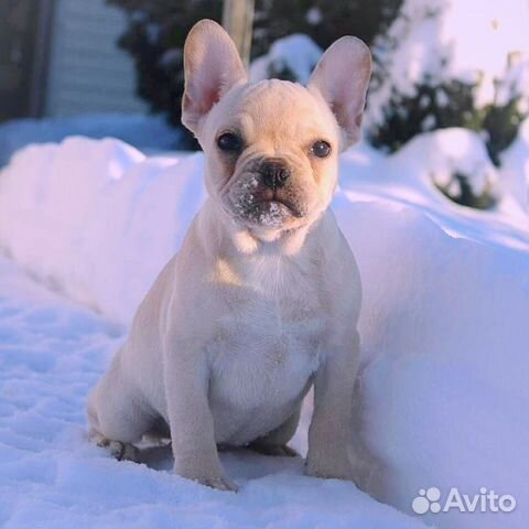 Мини девочка кремашка