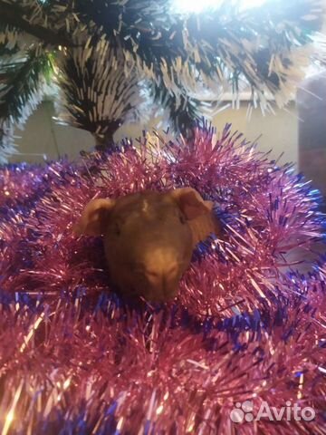 Болдуин самец для вязки