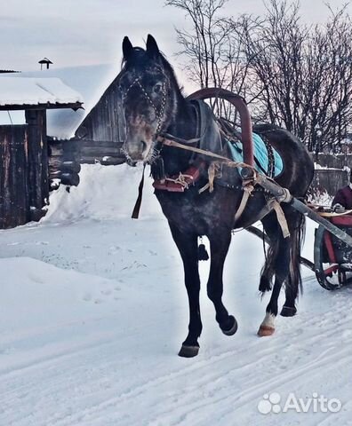 Орловская кобыла