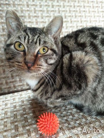 Котик 6 мес в дар