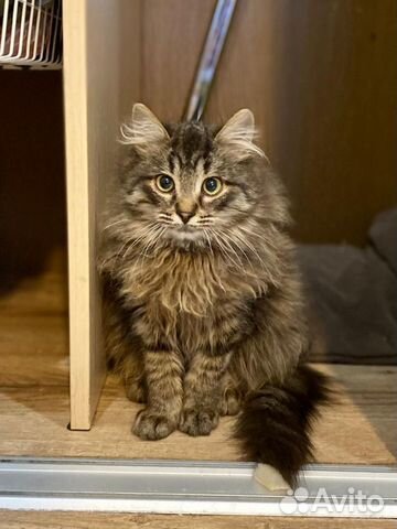 Котёнок Лёвушка ищет дом