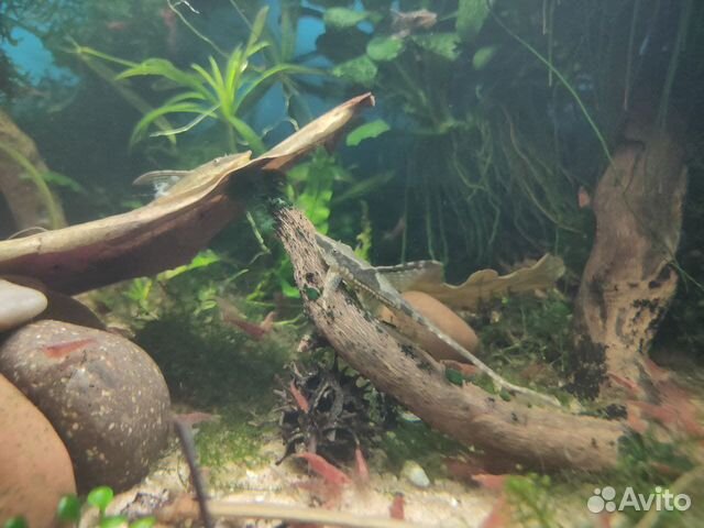 Панамские стурисомы (свое разведение) от 4см